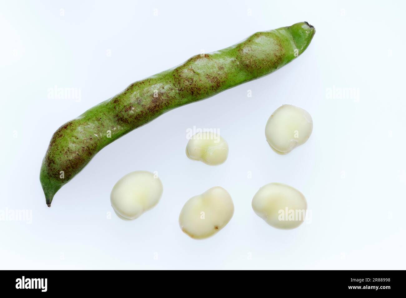 Broad Bean (Vicia faba), pod and beans, Fava Bean, Faba Bean, Horse ...