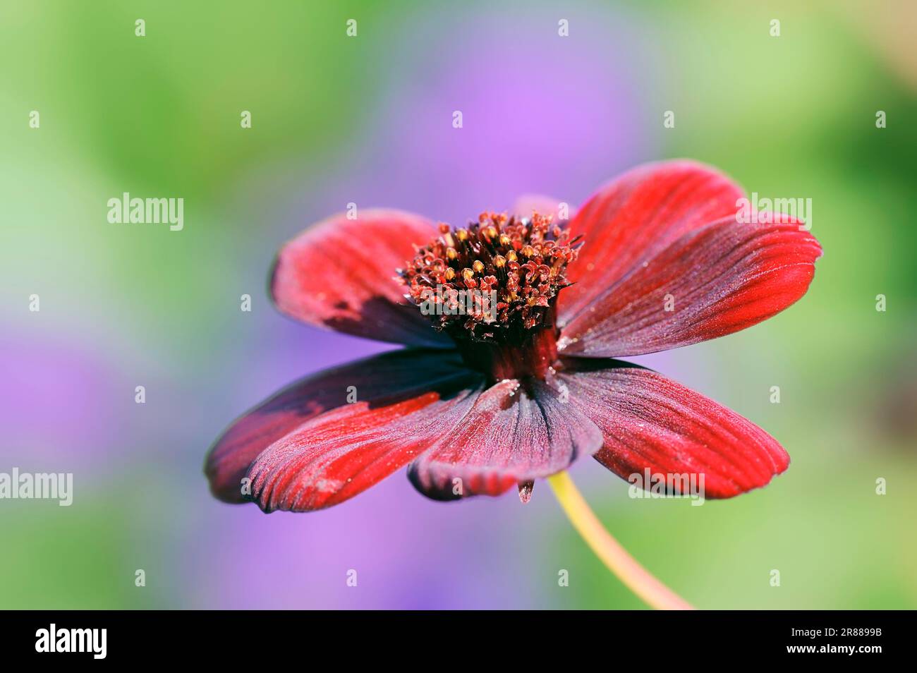 Chocolate cosmos (Cosmos atrosanguineus), chocolate flower Stock Photo ...