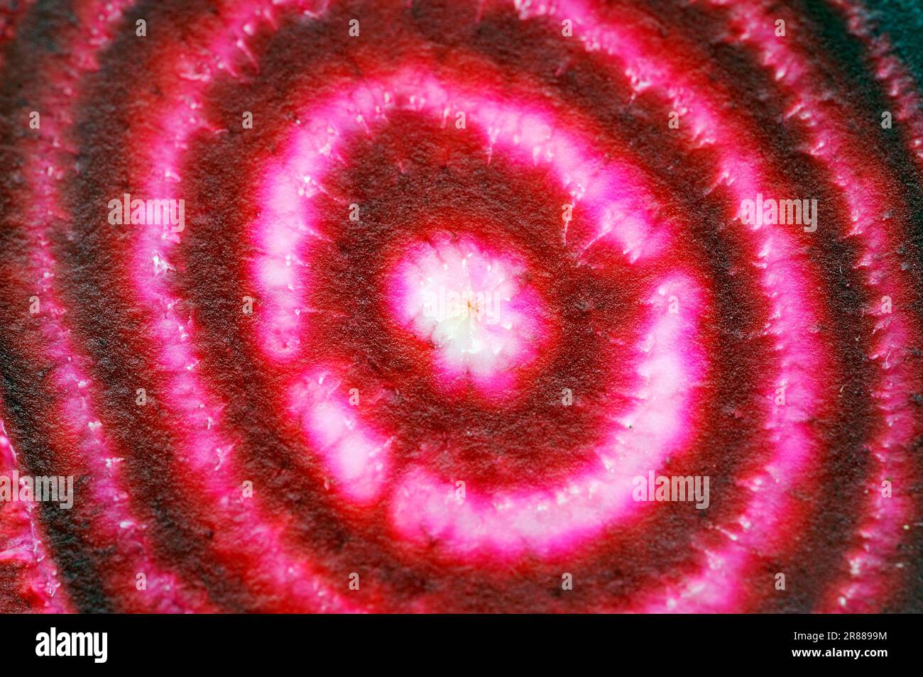 Beetroot (Beta vulgaris vulgaris), root, beetroot, tuber Stock Photo ...