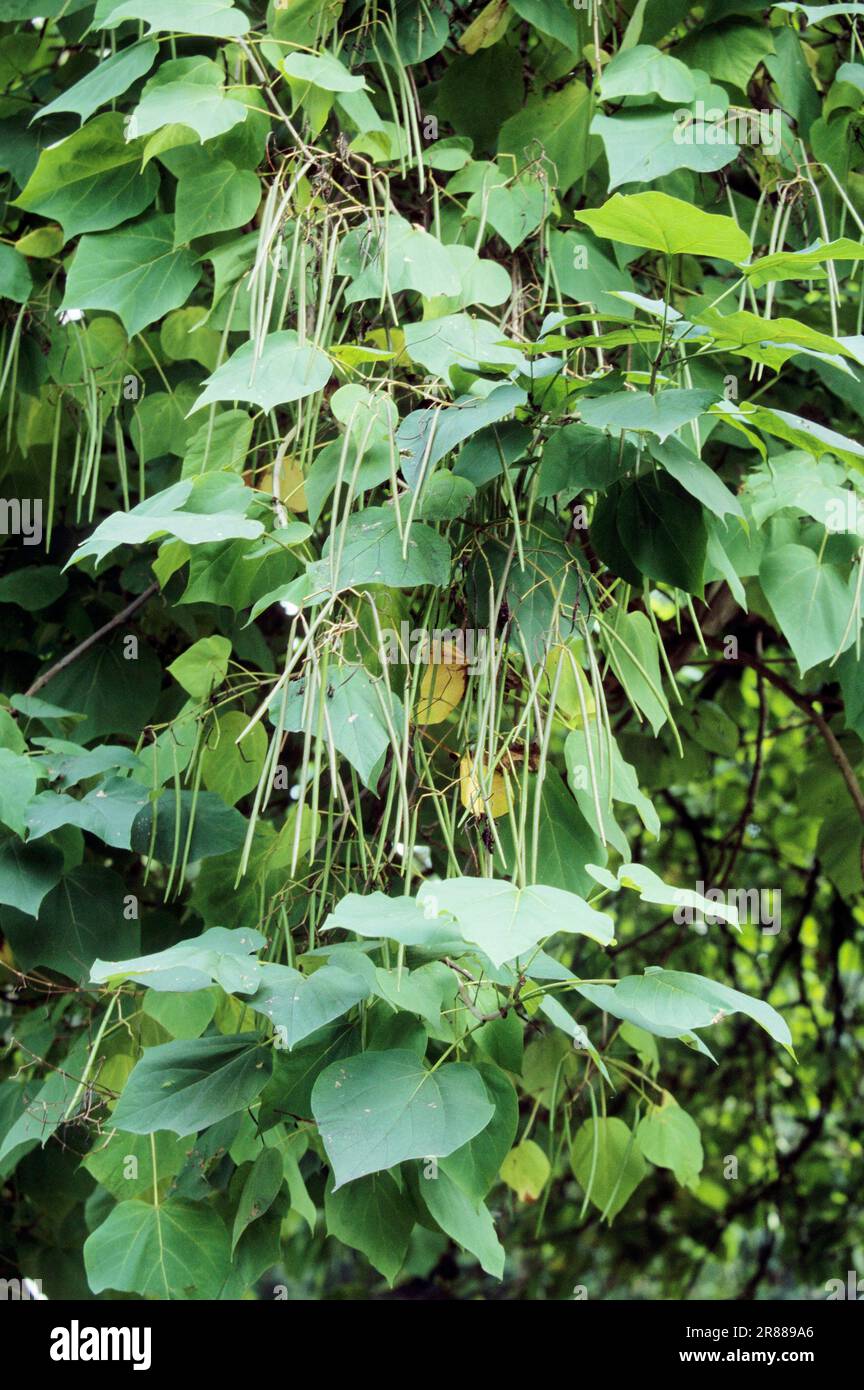 Southern catalpa (Catalpa bignonioides) with fruits Stock Photo - Alamy