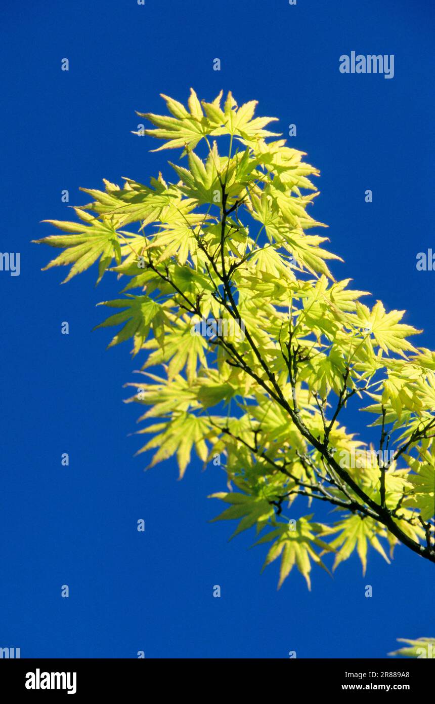 Cut-leaf Fullmoon Maple (Acer japonicum Stock Photo - Alamy