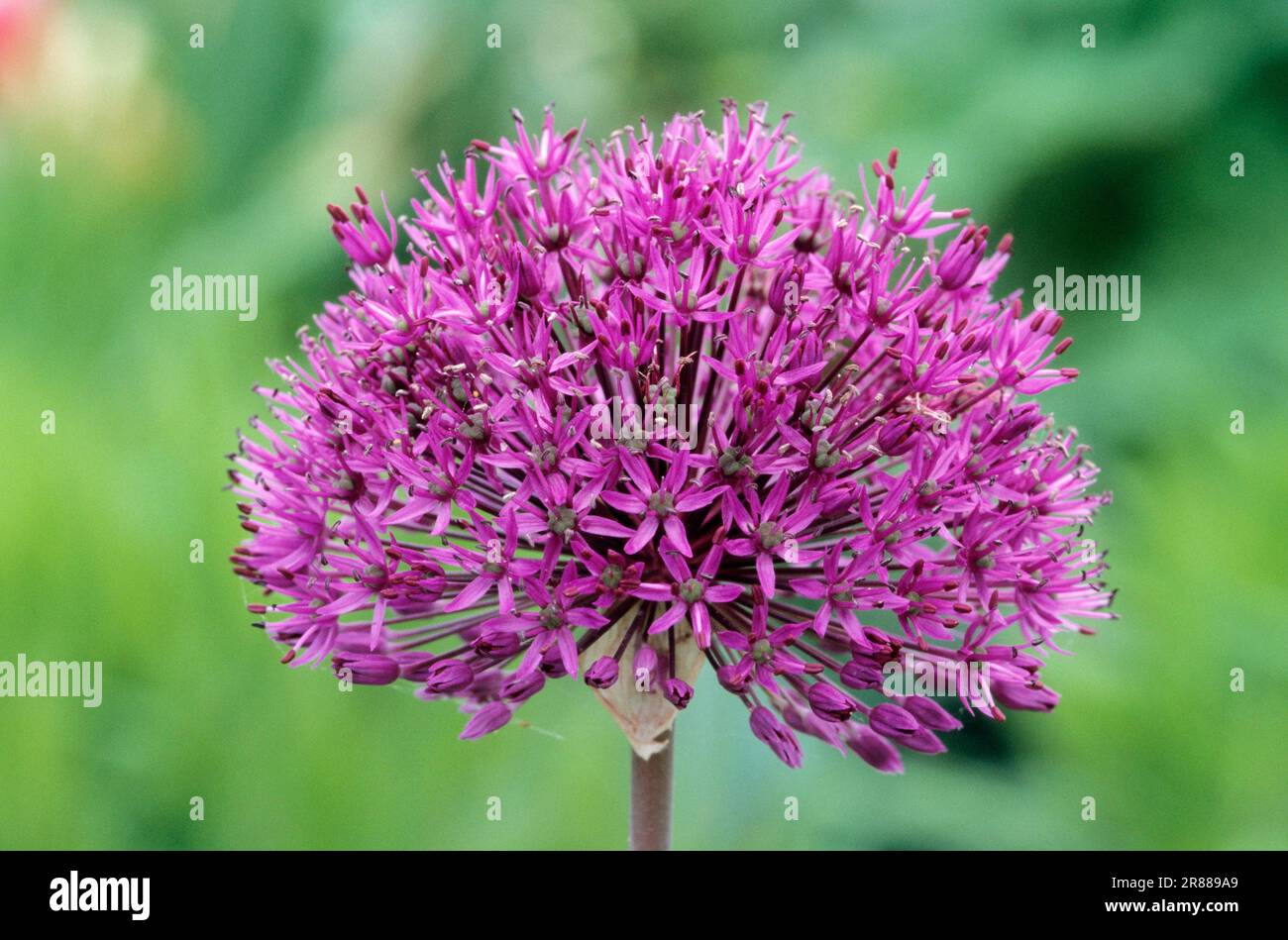 Star of Persia (Allium christophii Stock Photo - Alamy