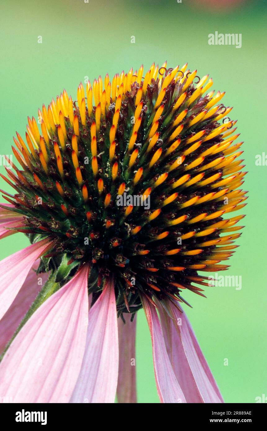 Purple coneflower (Rudbeckia purpurea Stock Photo - Alamy