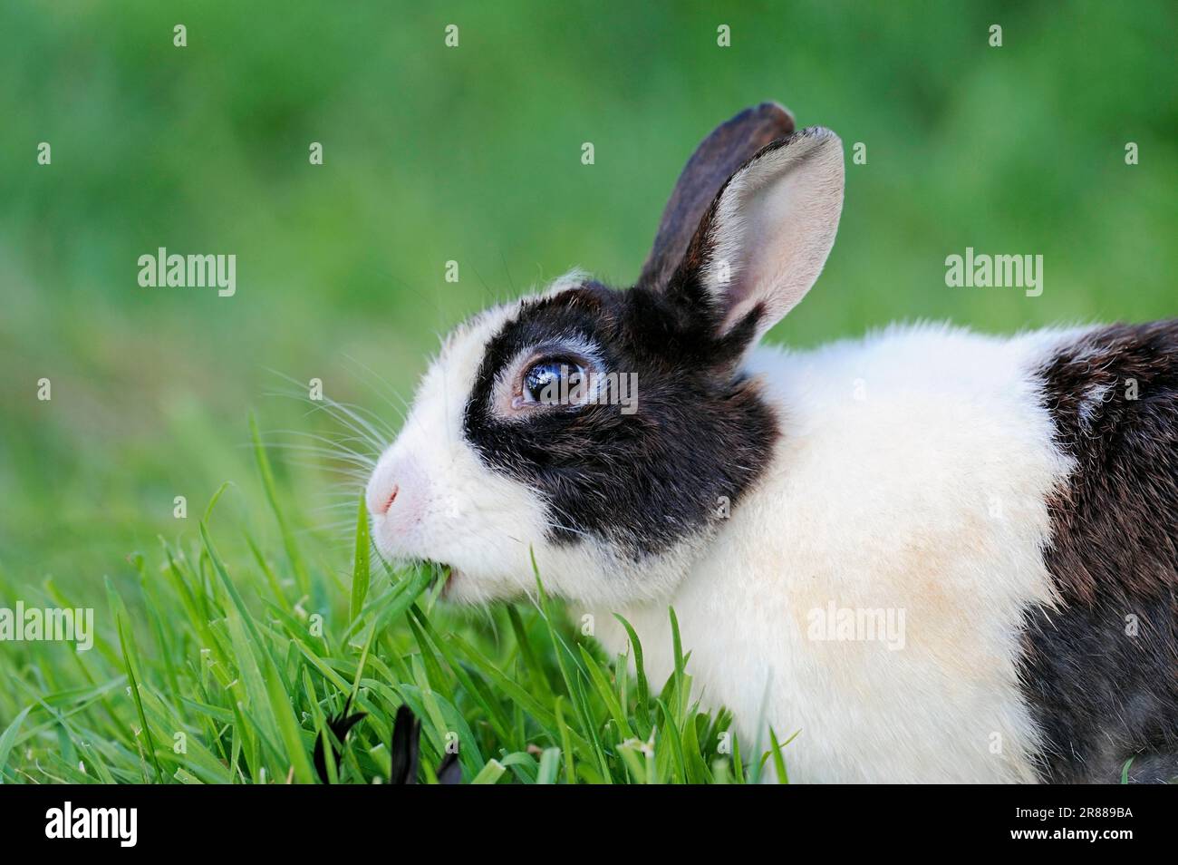 Dwarf rabbits, domestic rabbits Stock Photo - Alamy
