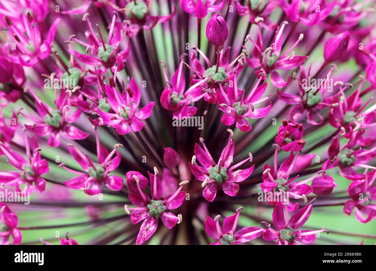 Star of Persia (Allium christophii Stock Photo - Alamy