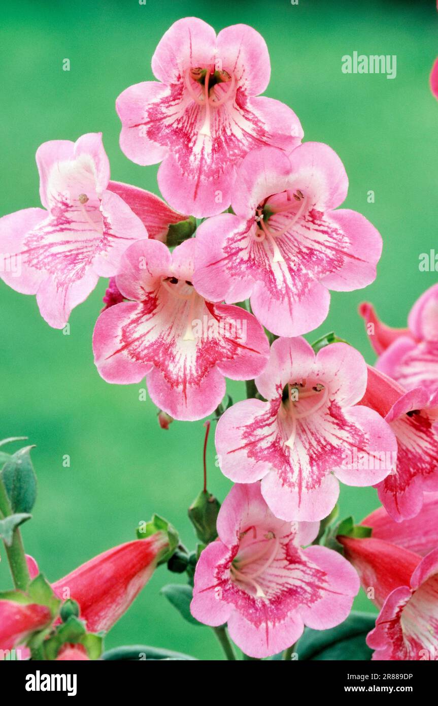 Penstemon (Penstemon hybrids Stock Photo - Alamy