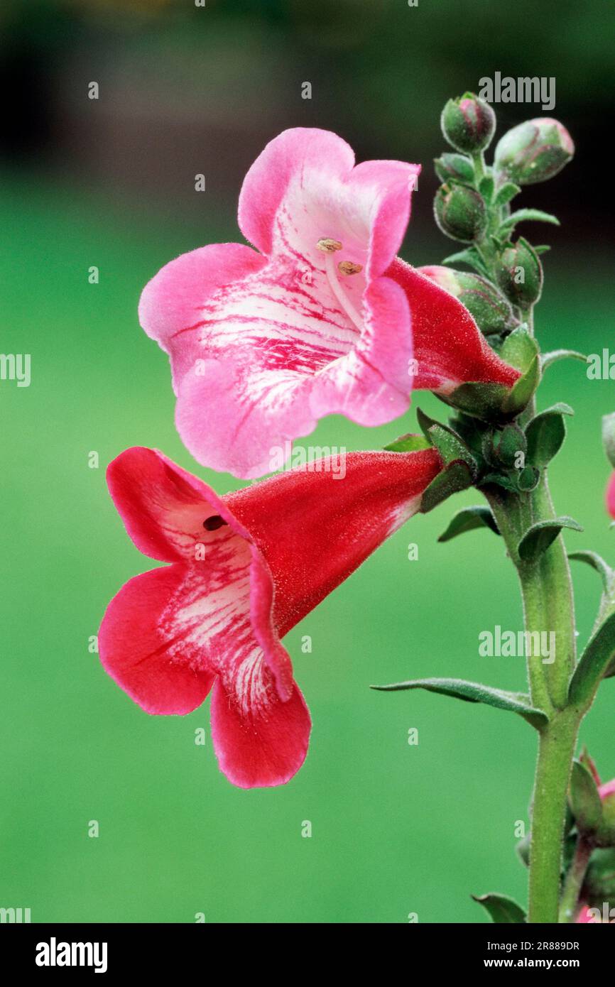 Penstemon (Penstemon hybrid Stock Photo - Alamy
