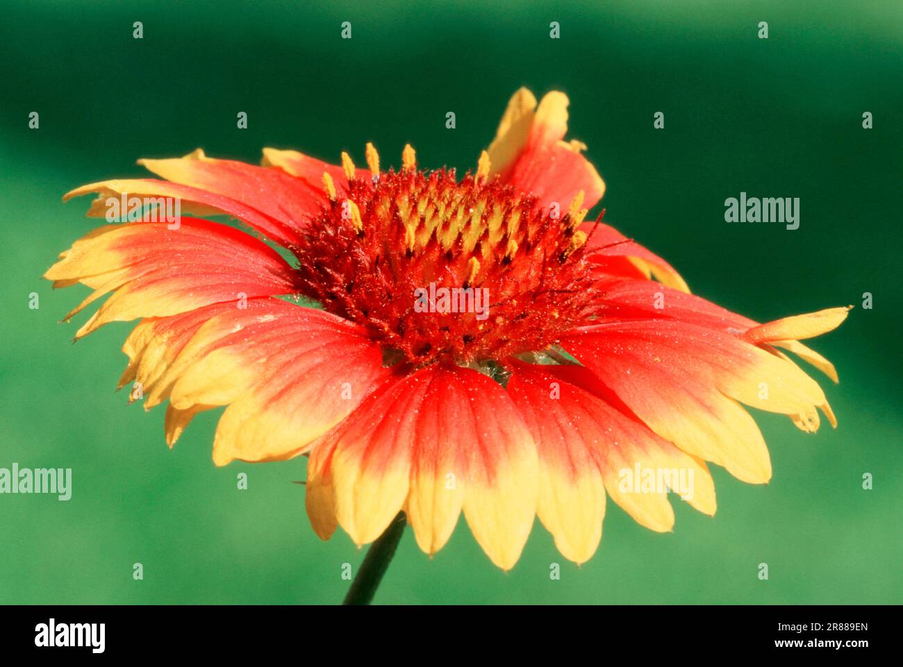 Gaillardia x grandiflora kobold hi-res stock photography and images - Alamy
