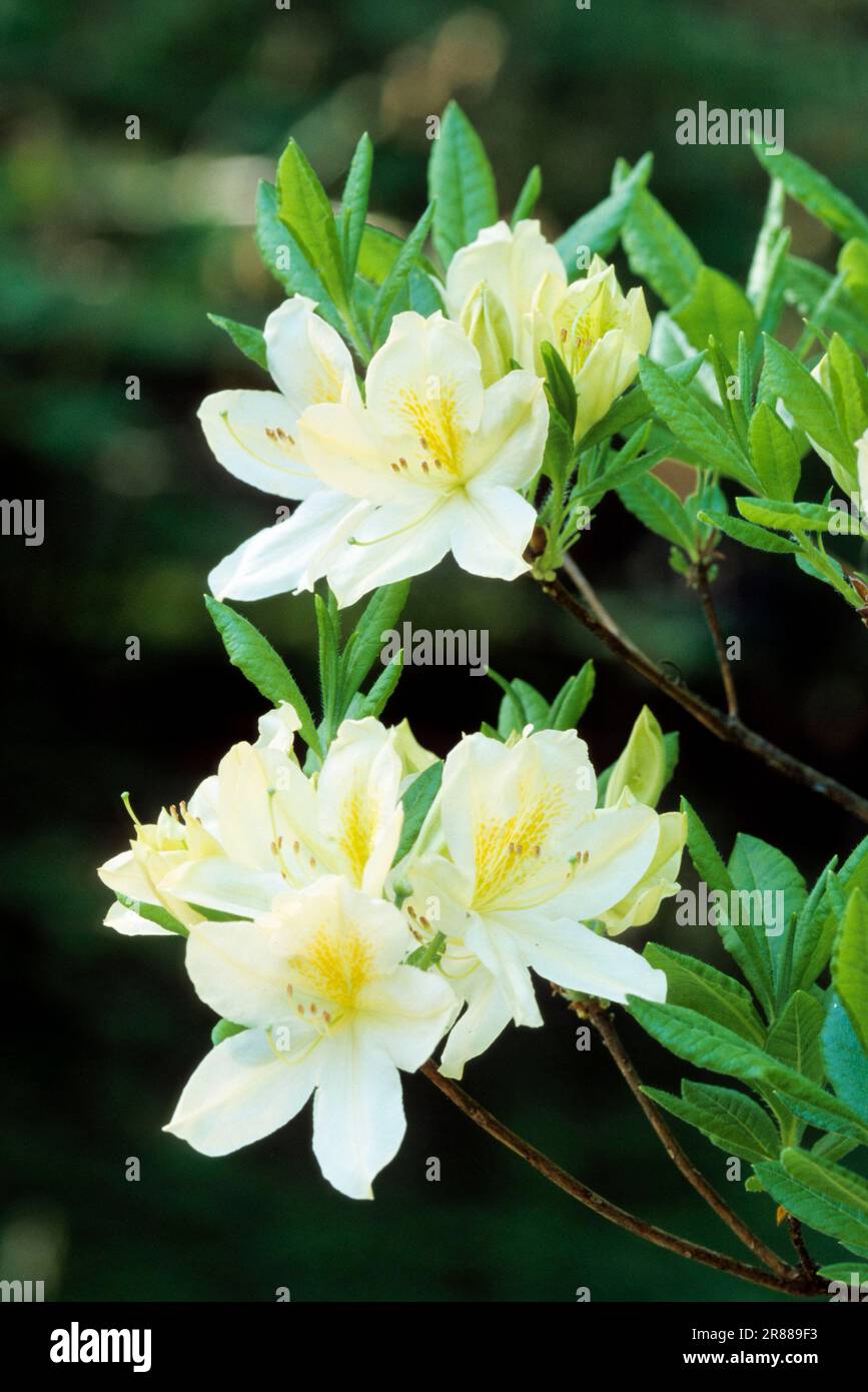Western azalea (Rhododendron occidentale Stock Photo - Alamy