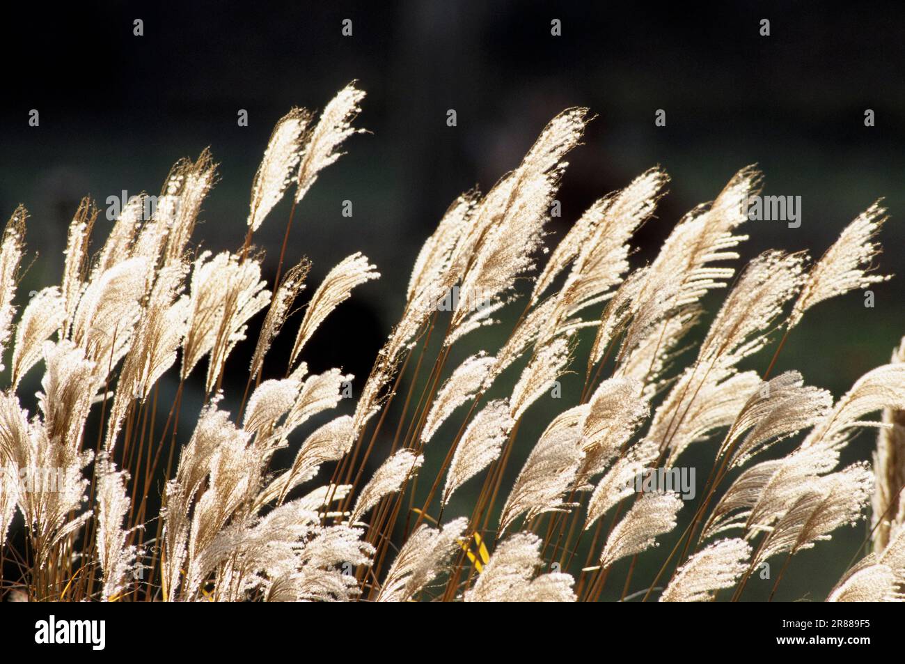 Japanese silver grass (Miscanthus sinensis), maiden grass Stock Photo ...