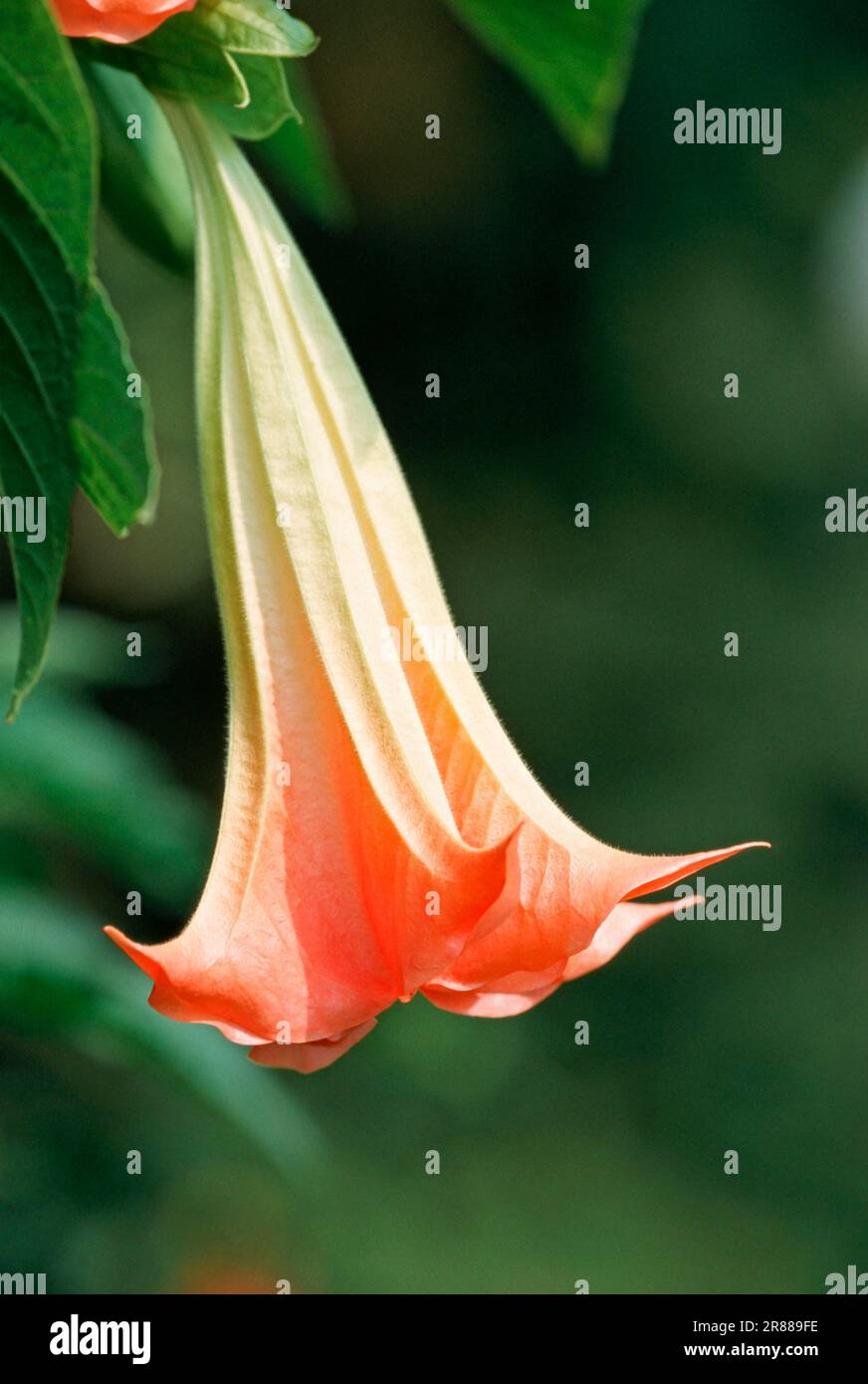 Angel's tears (Brugmansia suaveolens), flower Stock Photo - Alamy