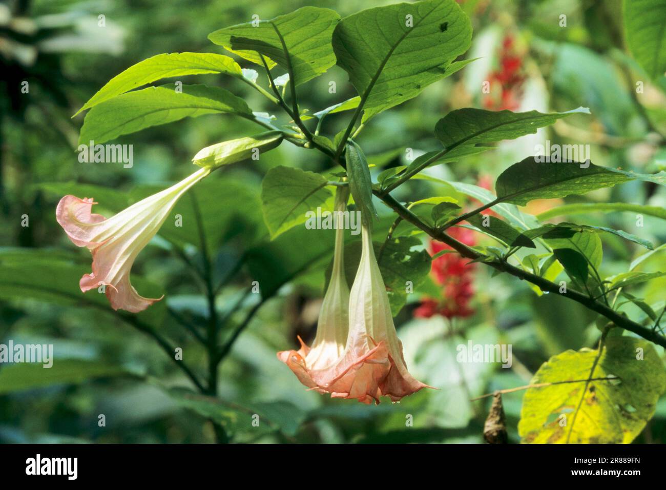 Angel's tears (Brugmansia suaveolens), flowers Stock Photo - Alamy