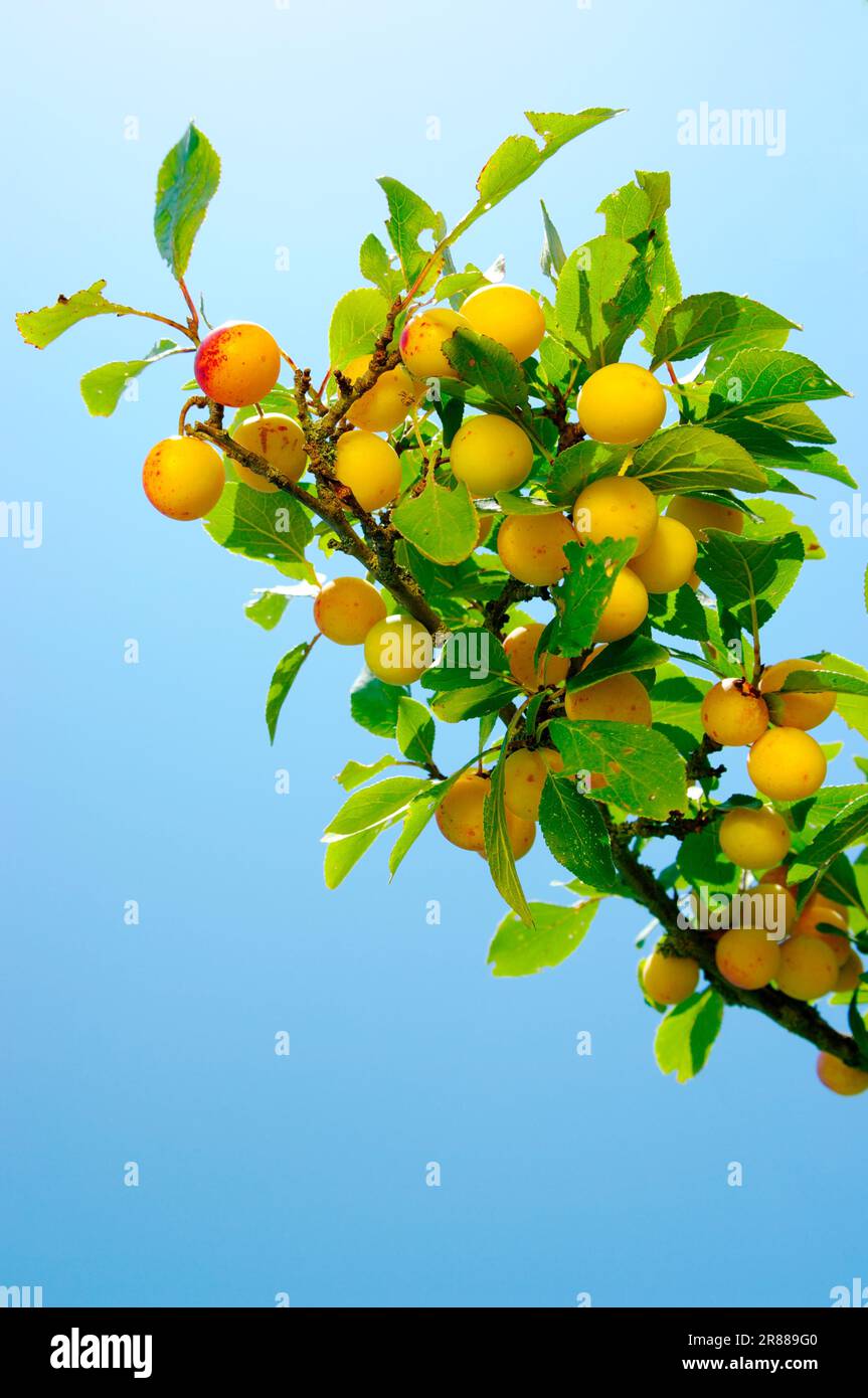 Yellow plums (Prunus domestica var. syriaca Stock Photo - Alamy