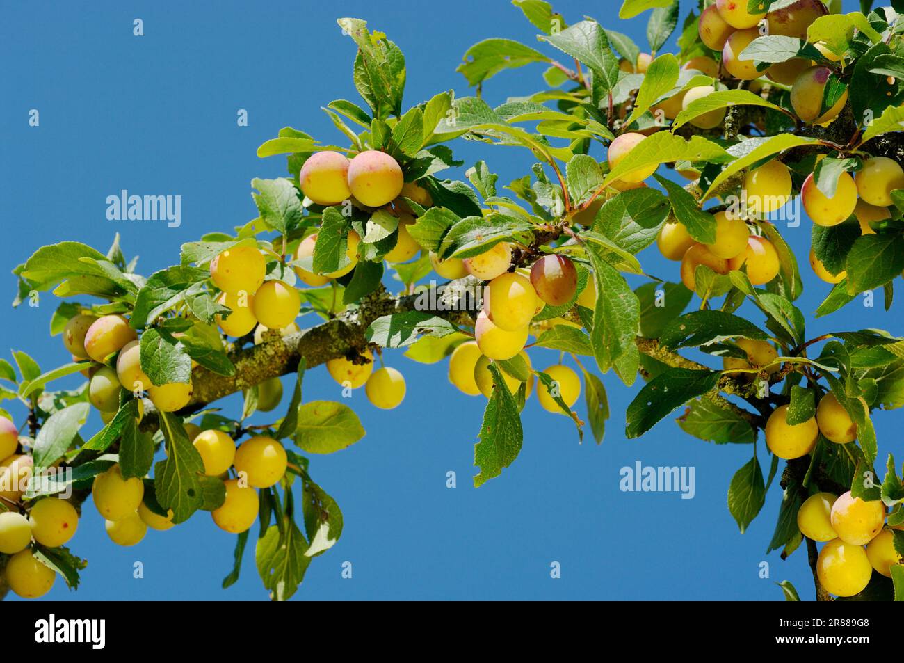 Yellow plums (Prunus domestica var. syriaca Stock Photo - Alamy