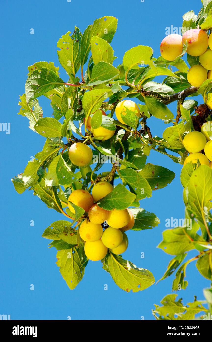 Yellow plums (Prunus domestica var. syriaca Stock Photo - Alamy