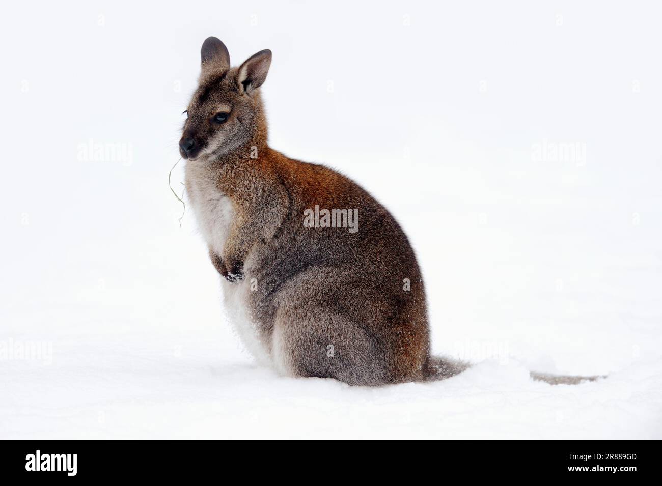 Side view red necked hi-res stock photography and images - Alamy