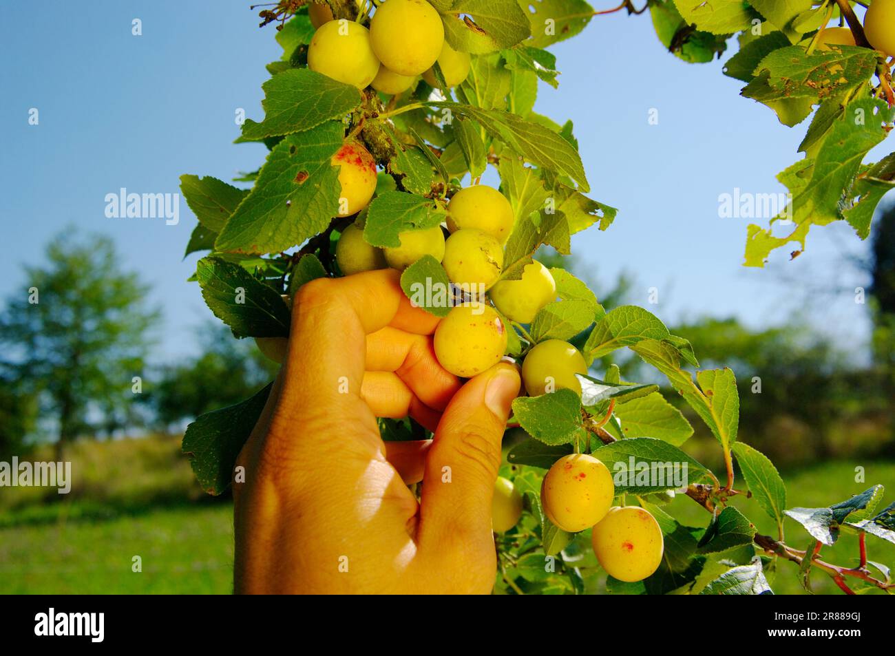 Picking of mirabelles (Prunus domestica var. syriaca Stock Photo - Alamy