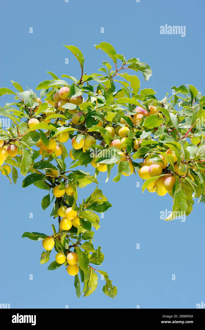 Yellow plums (Prunus domestica var. syriaca Stock Photo - Alamy