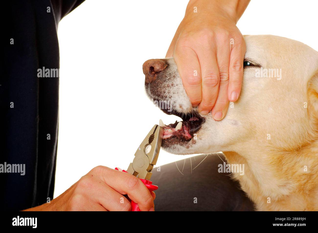 Tooth extraction for Labrador retriever, dentition, teeth, pliers Stock ...