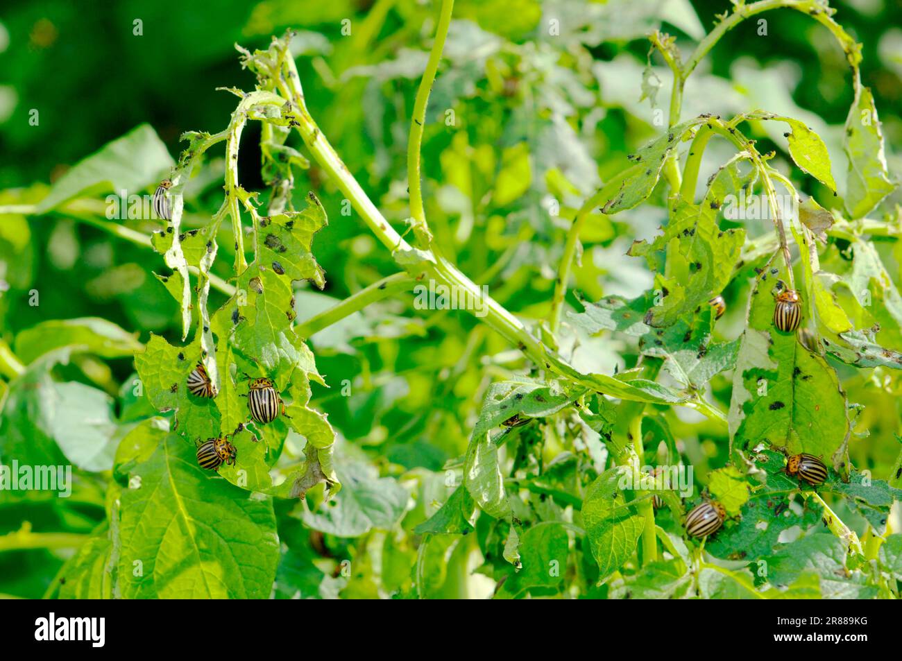 Colorado potato beetle (Leptinotarsa decemlineata) on potato plant, Colorado beetle, Colorado ...