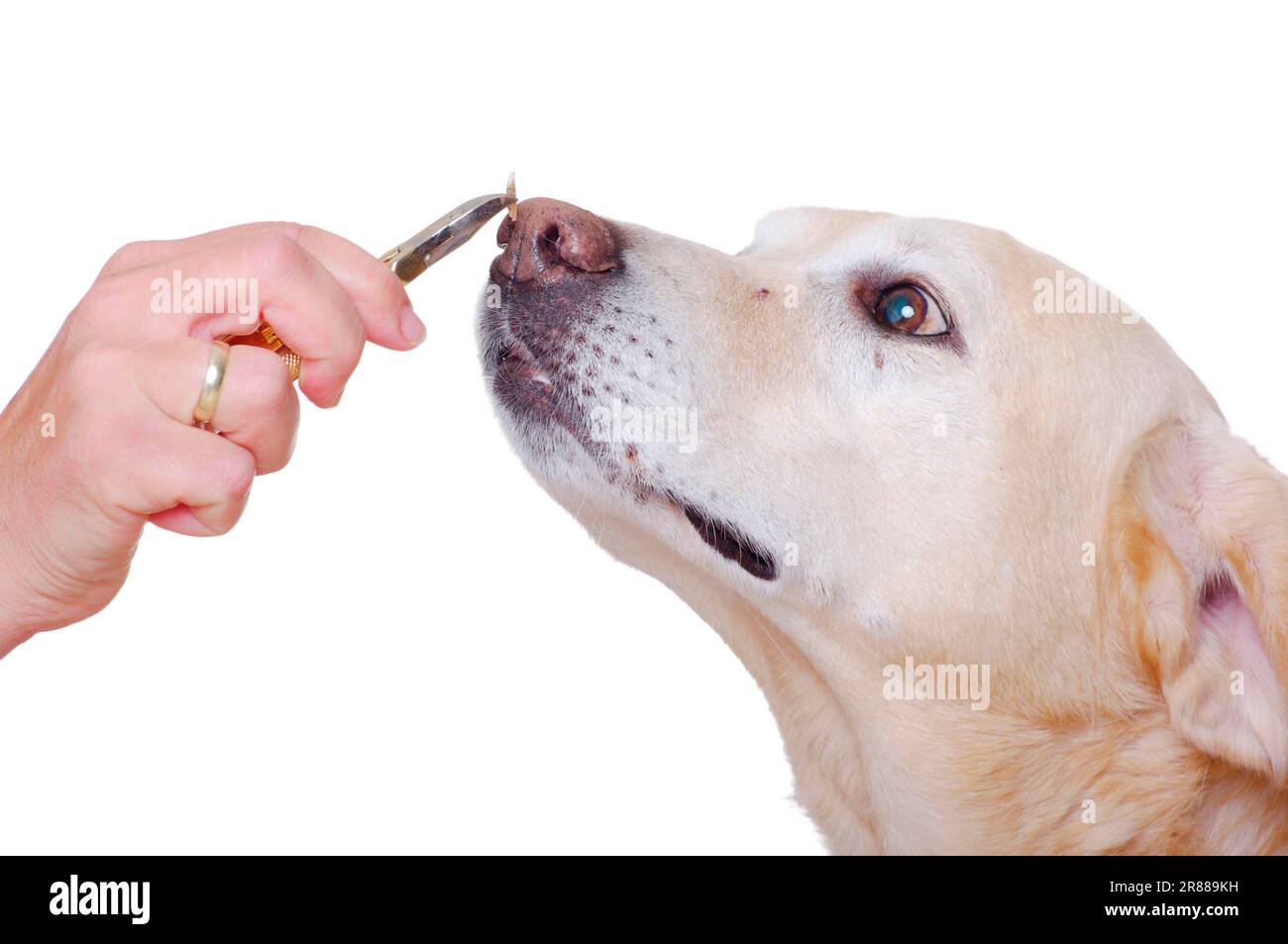 Extracted tooth hi-res stock photography and images - Alamy