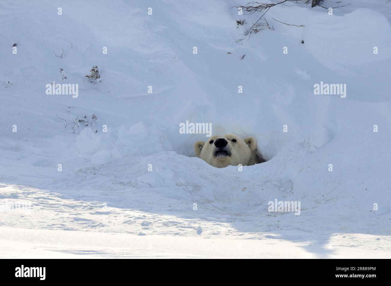 Polar bear (Ursus maritimus) looking out of cave, Wapusk National Park ...