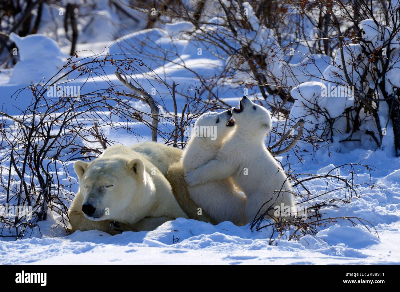 Female With Cubs Polar Bears