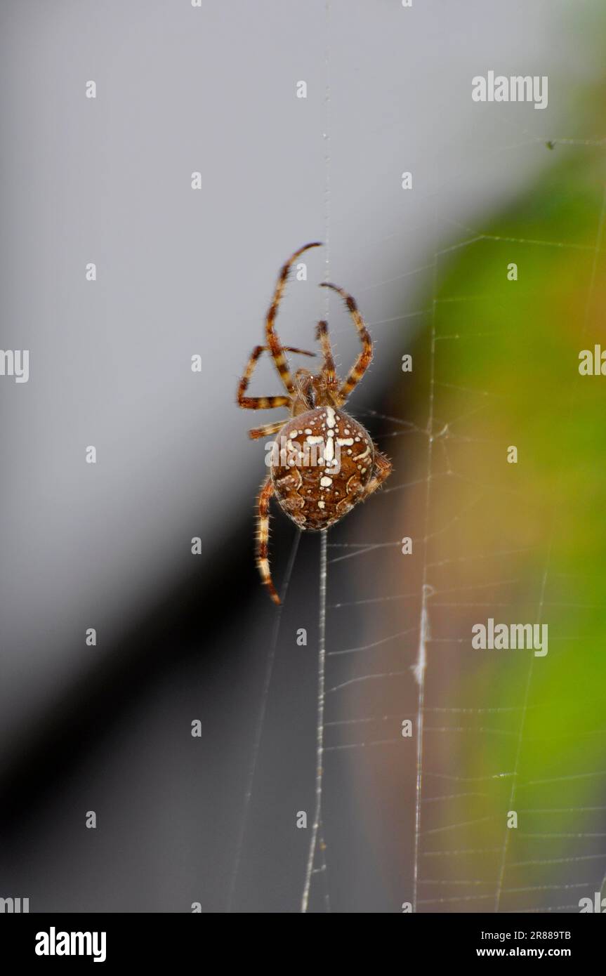 Spiders web thread hi-res stock photography and images - Alamy