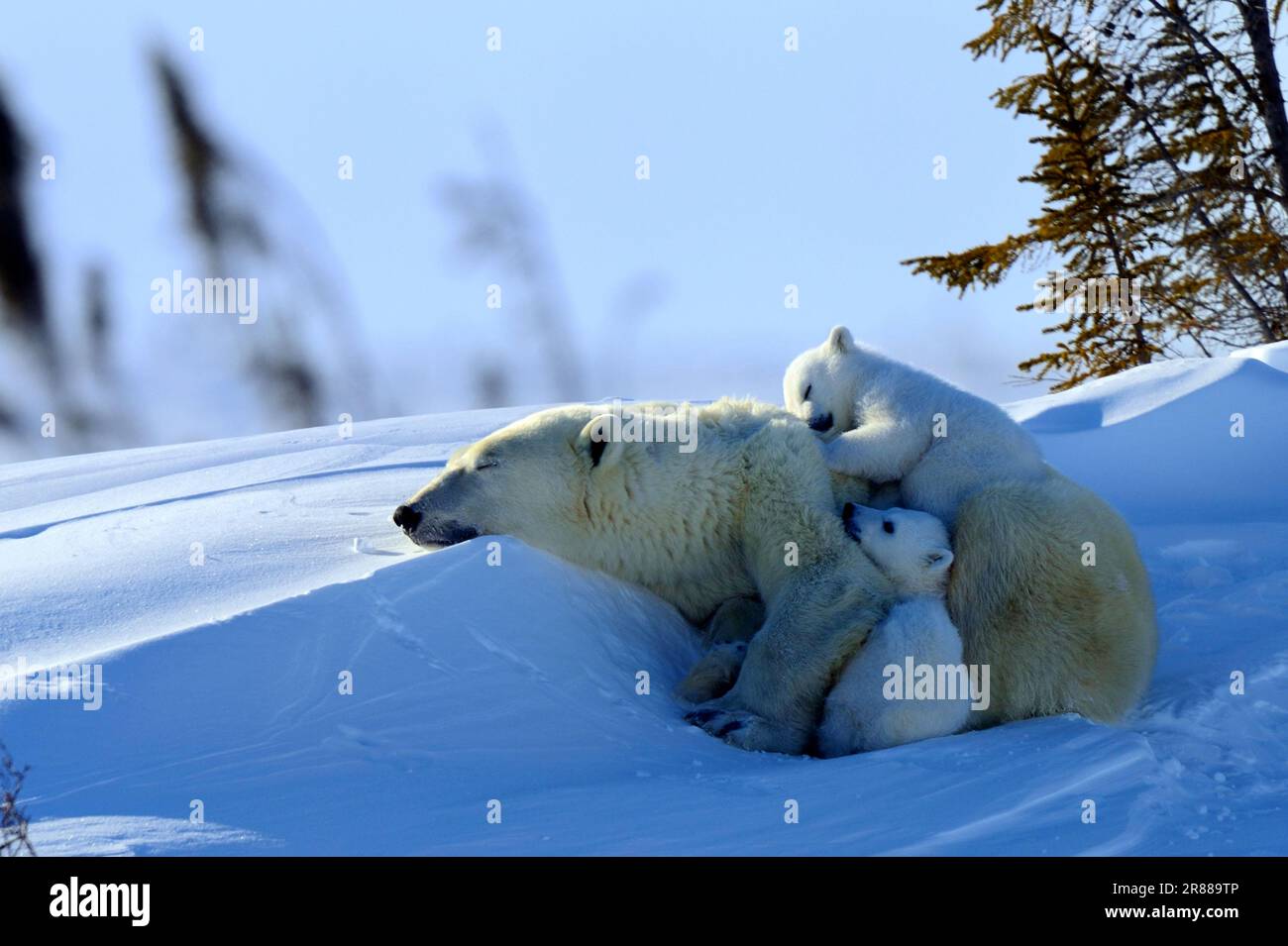 Polar bears (Ursus maritimus), female and cubs, 3 months, Wapusk National Park, Churchill ...