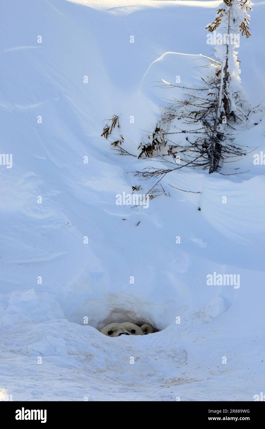 Polar bear (Ursus maritimus) looking out of cave, Wapusk National Park ...
