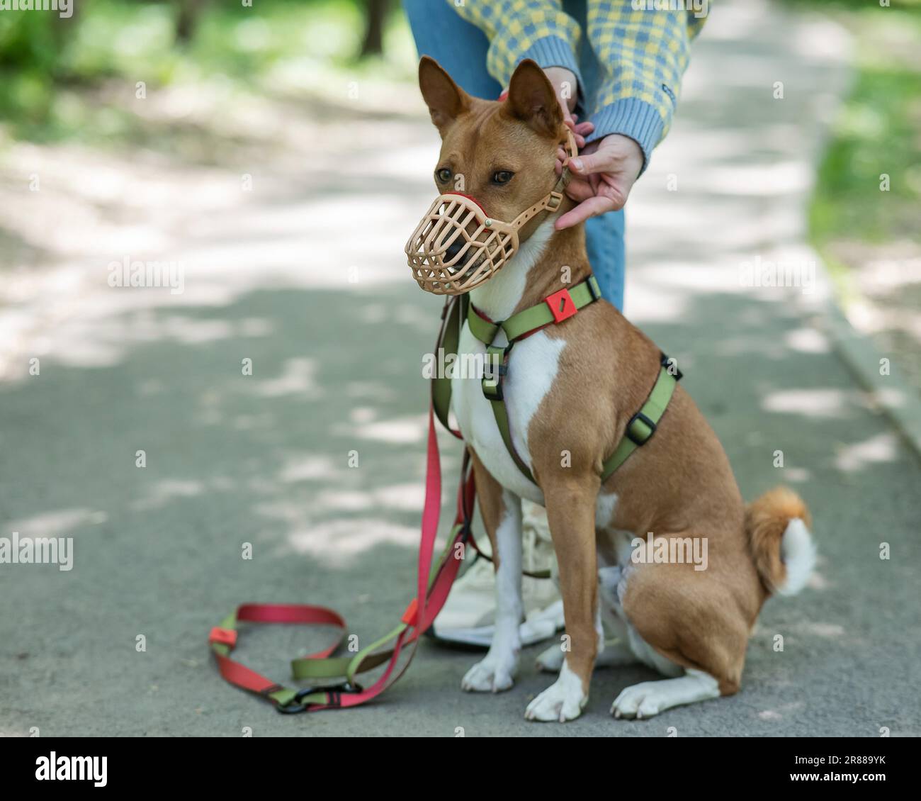 The owner puts a muzzle on the African dog breed Basenji for a walk Stock Photo - Alamy