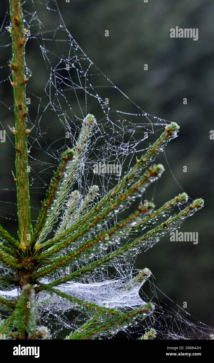 Spider's web with dewdrops, on spruce tree Stock Photo - Alamy