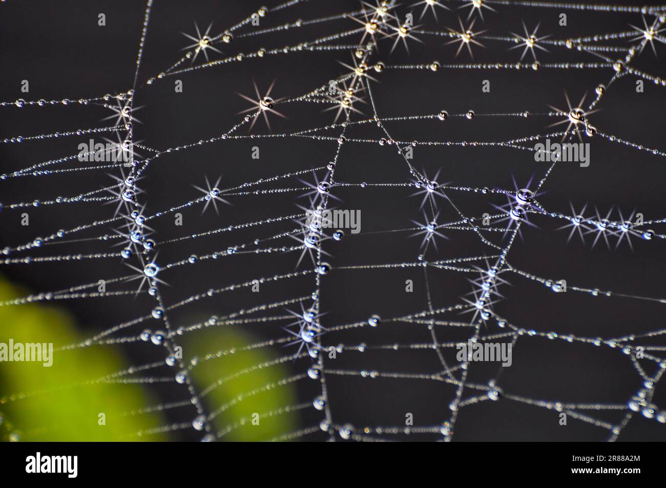 Spider web of a cross spider with dew drops and star filter Stock Photo ...