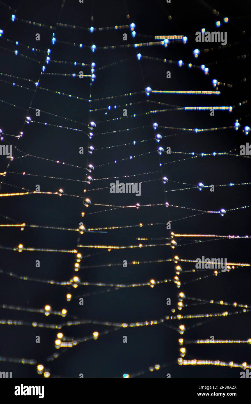 Spider web of a cross spider with rope Stock Photo - Alamy