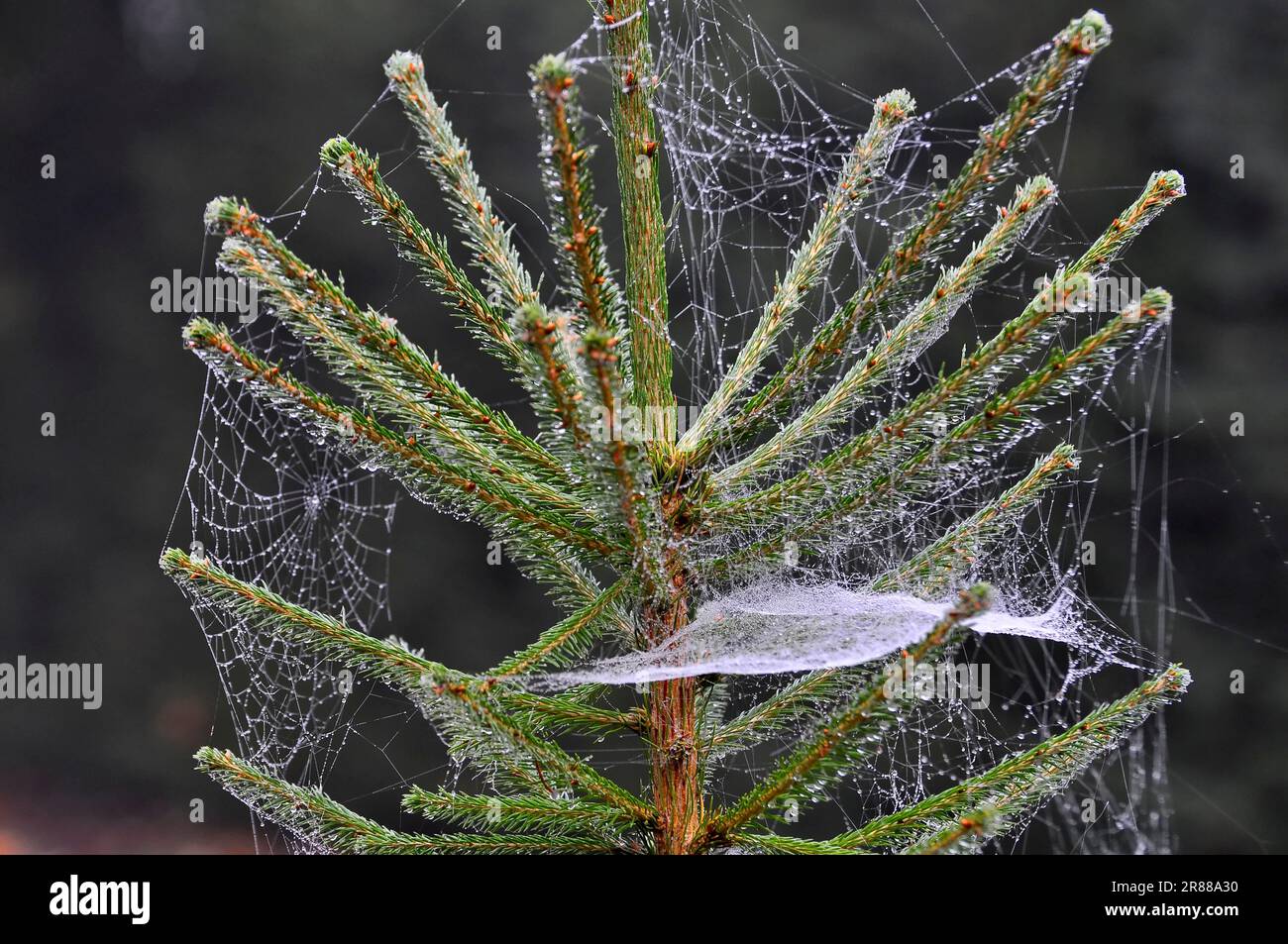 Spider's web with dewdrops, on spruce tree Stock Photo - Alamy