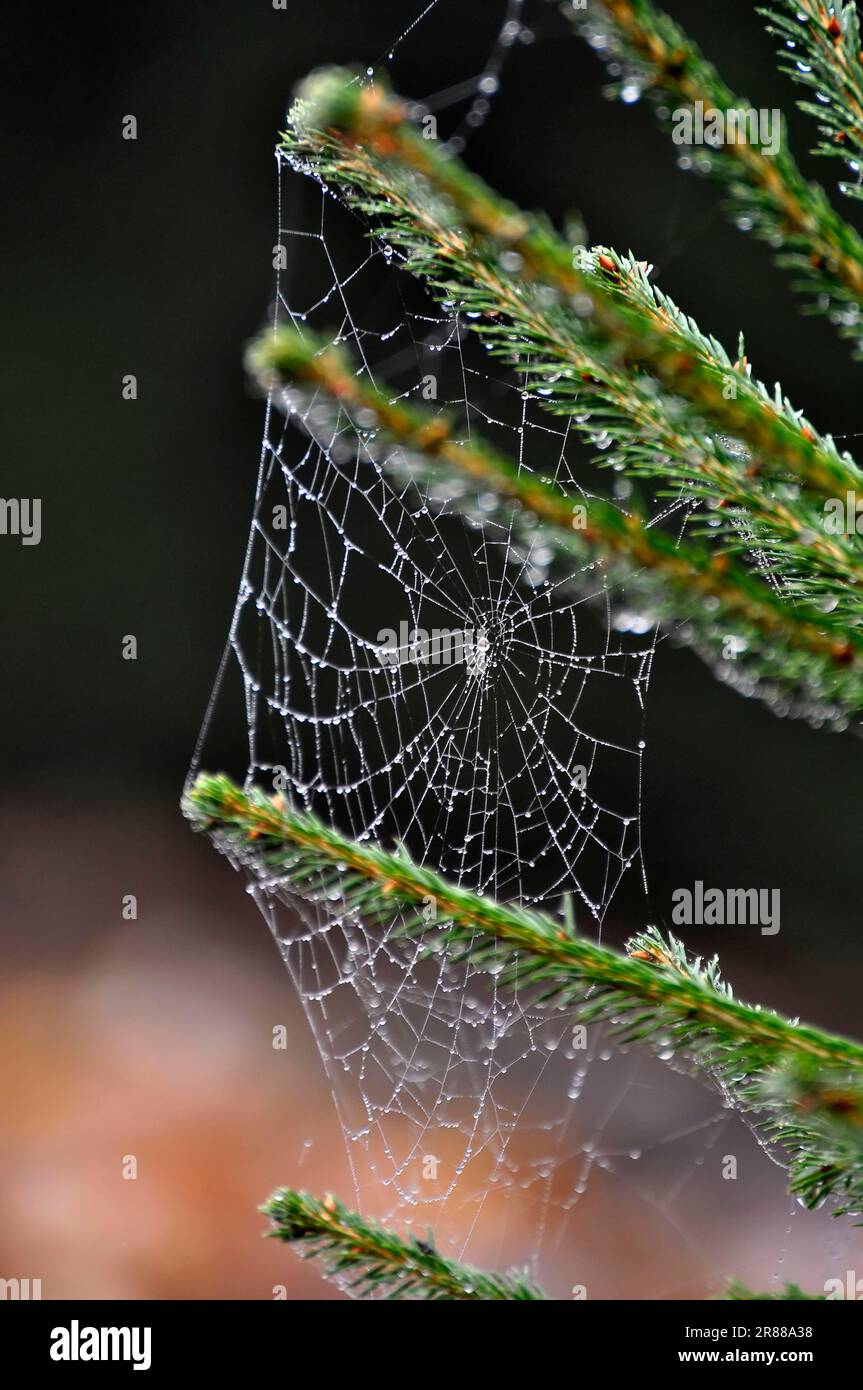 Spider's web of a cross spider with dew Spider's web with dew drops, on ...