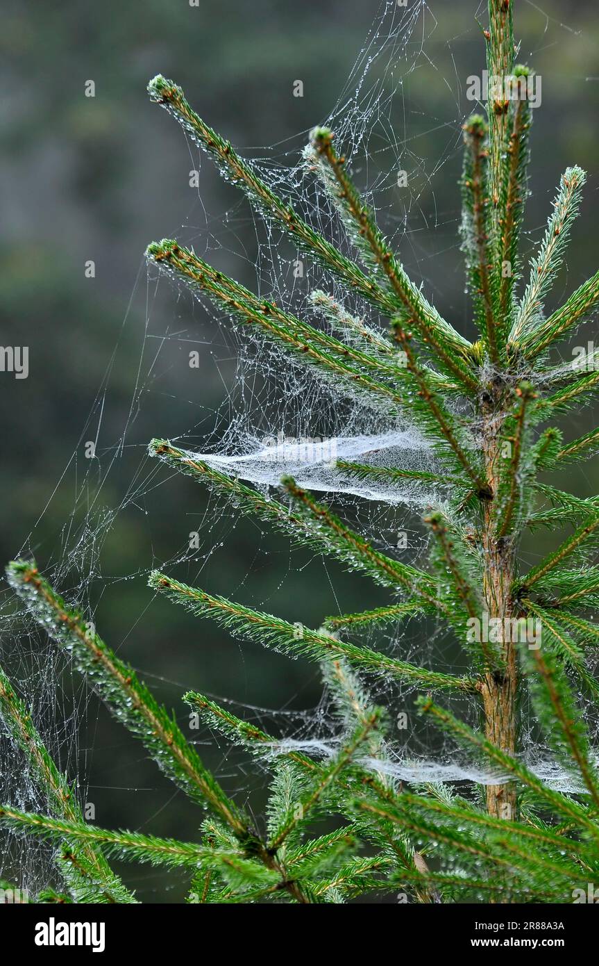 Huge spider web tree hi-res stock photography and images - Alamy