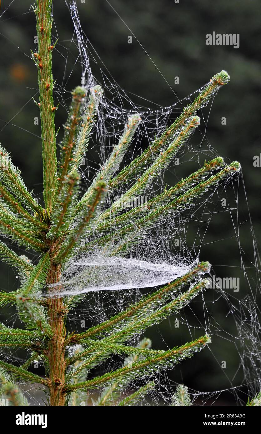 Huge spider web tree hi-res stock photography and images - Alamy