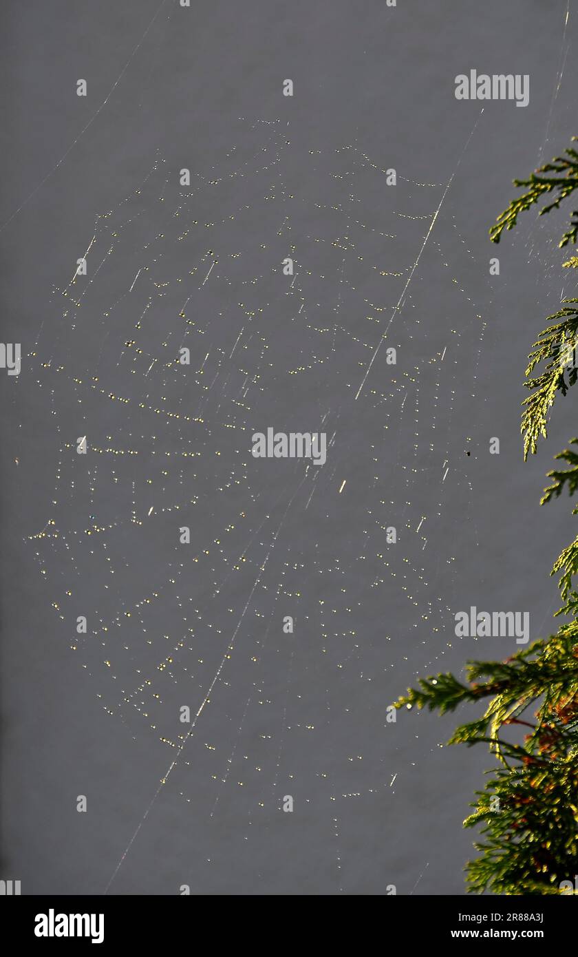 Spider web of a cross spider with rope Stock Photo - Alamy