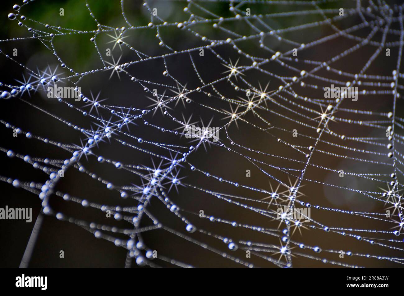 Spider web of a cross spider with dew drops and star filter Stock Photo ...