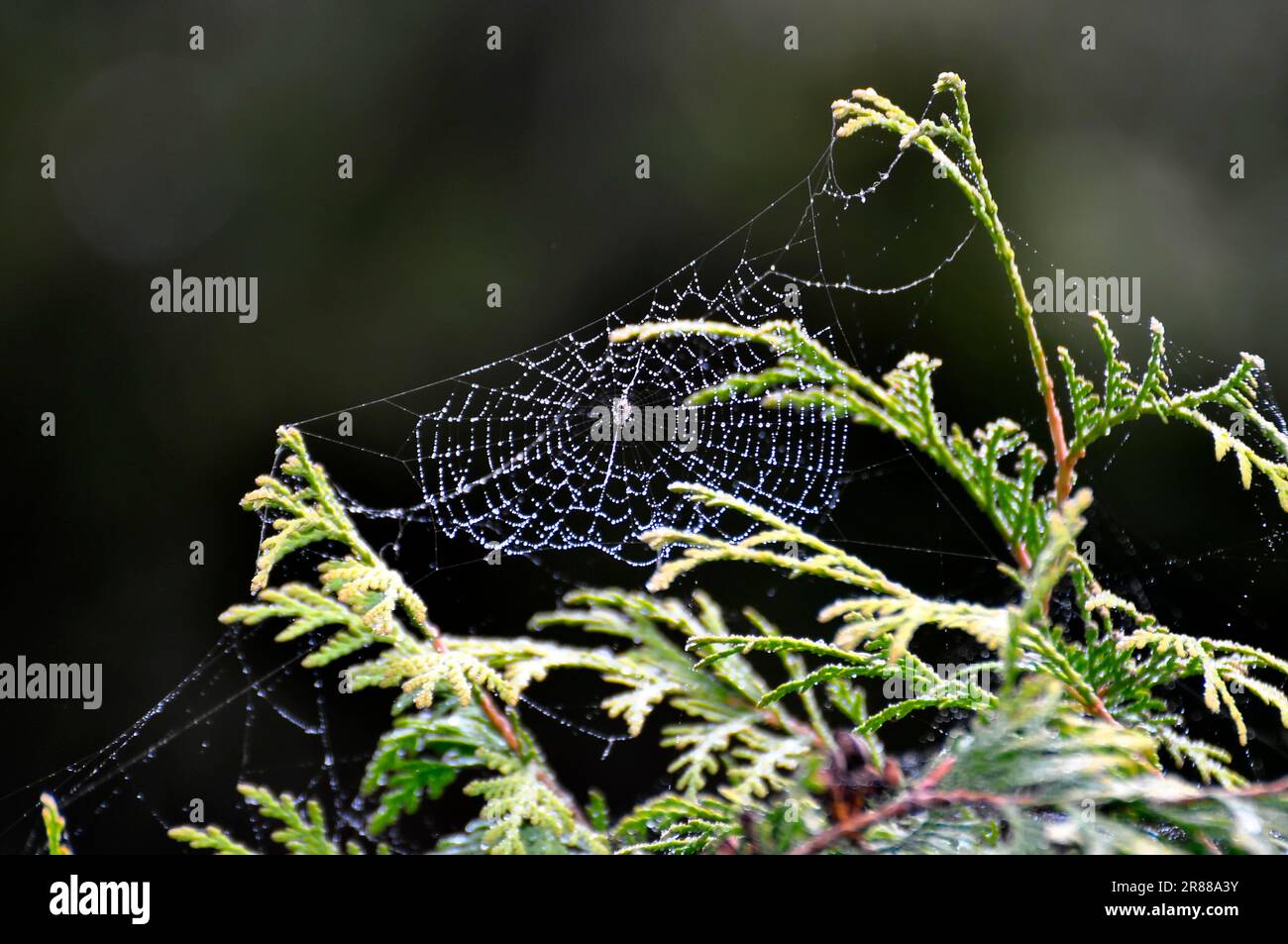 Spider web of a cross spider with rope Stock Photo - Alamy