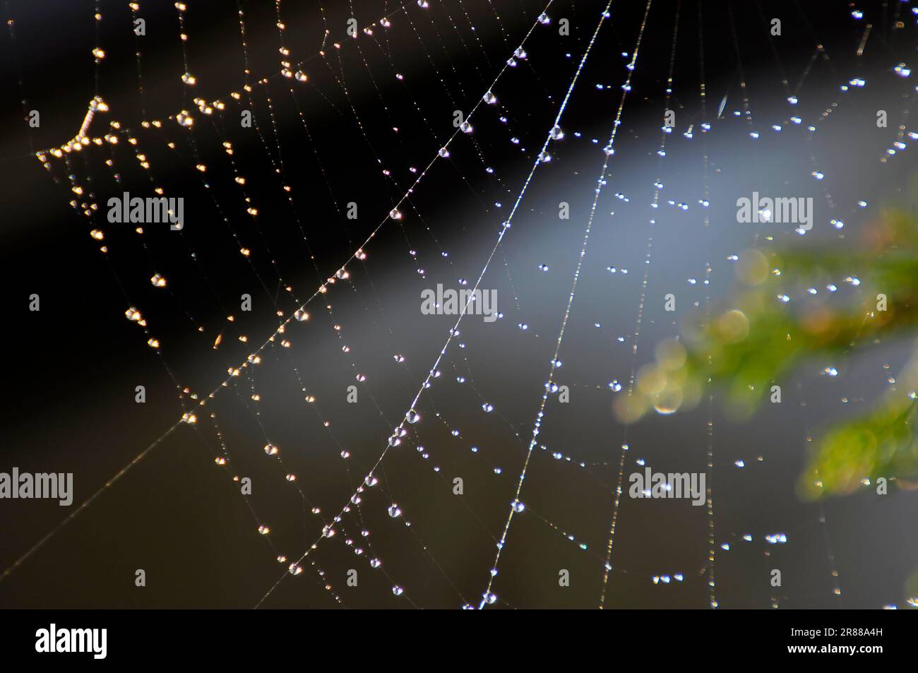 Spider web of a cross spider with rope Stock Photo - Alamy