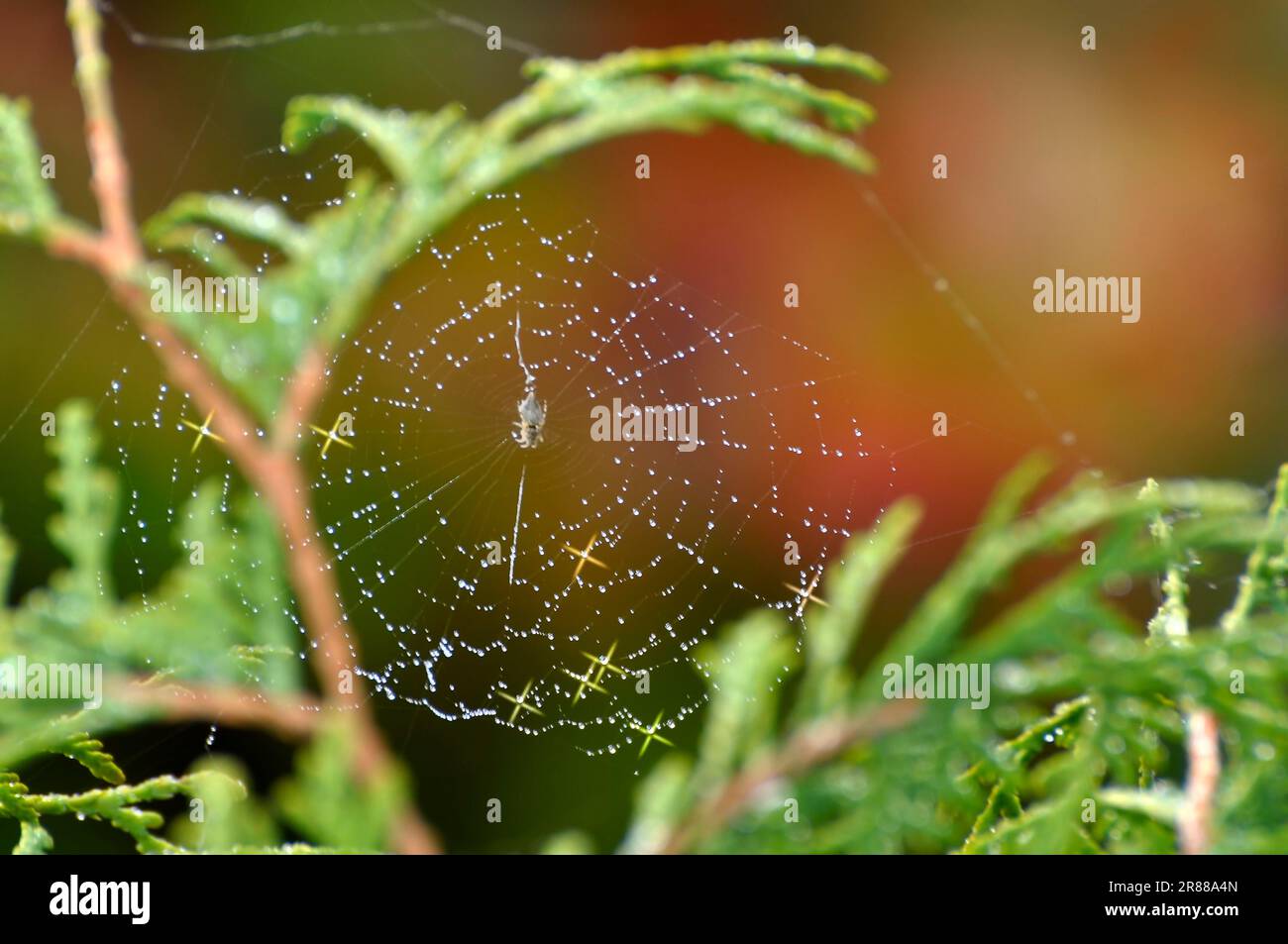 Spider web of a cross spider with dew drops and star filter Stock Photo ...
