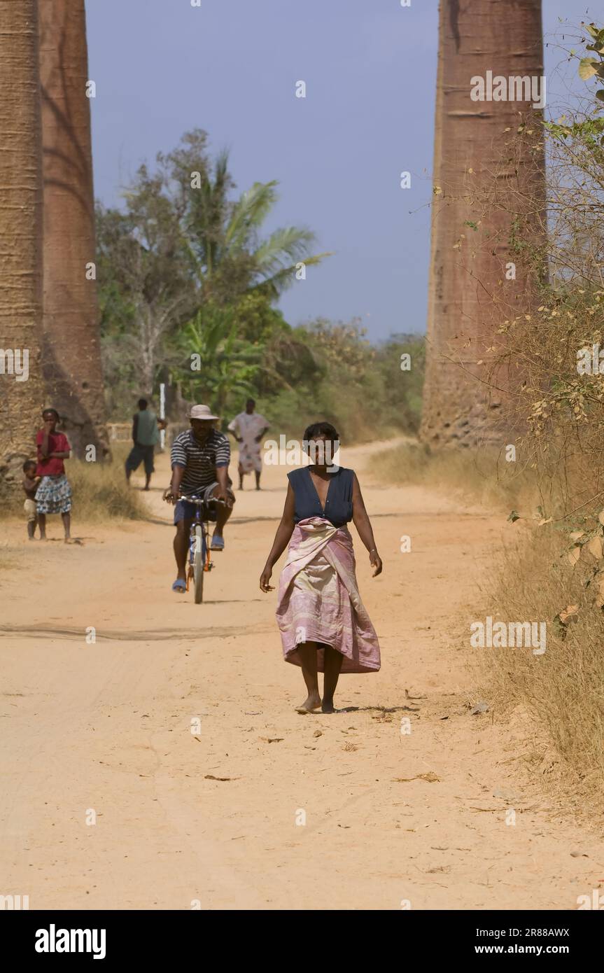 People, bombacoideae (Bombacaceae), grandidier's baobab (Adansonia ...