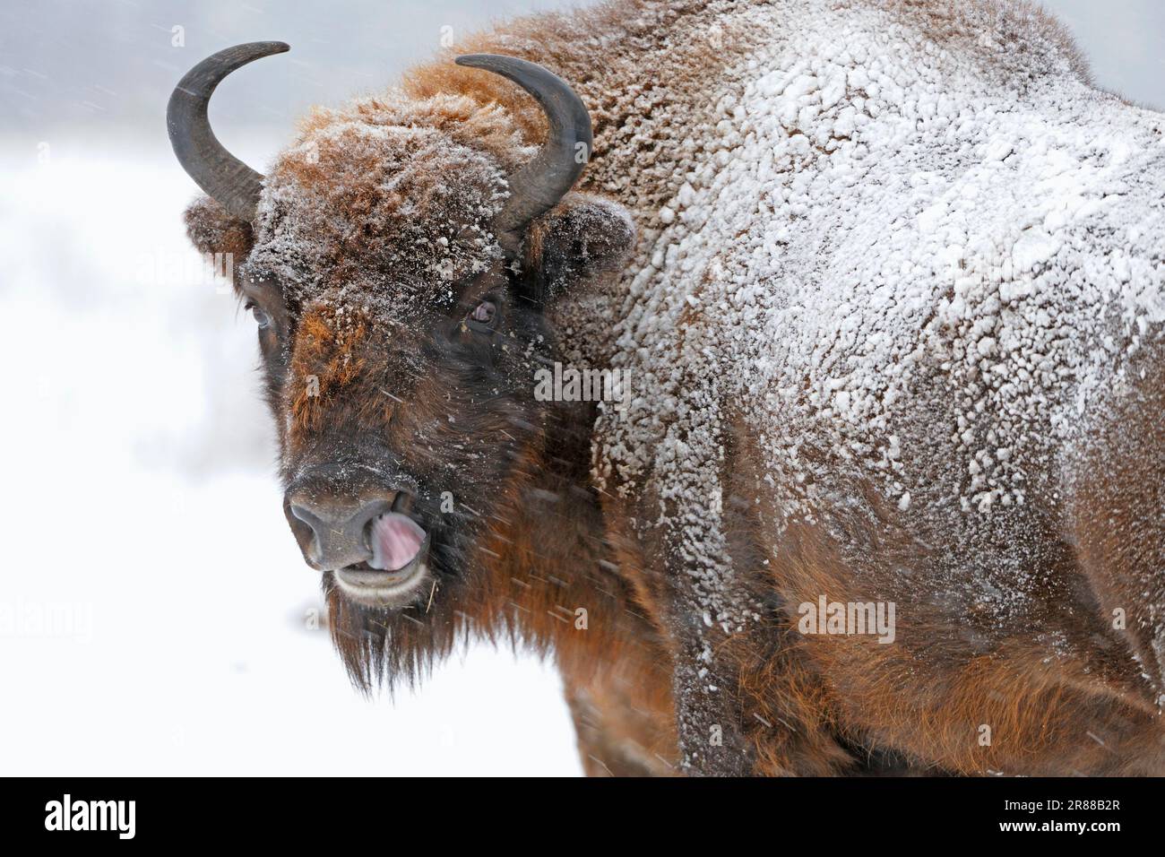 Bison face of snow hi-res stock photography and images - Alamy