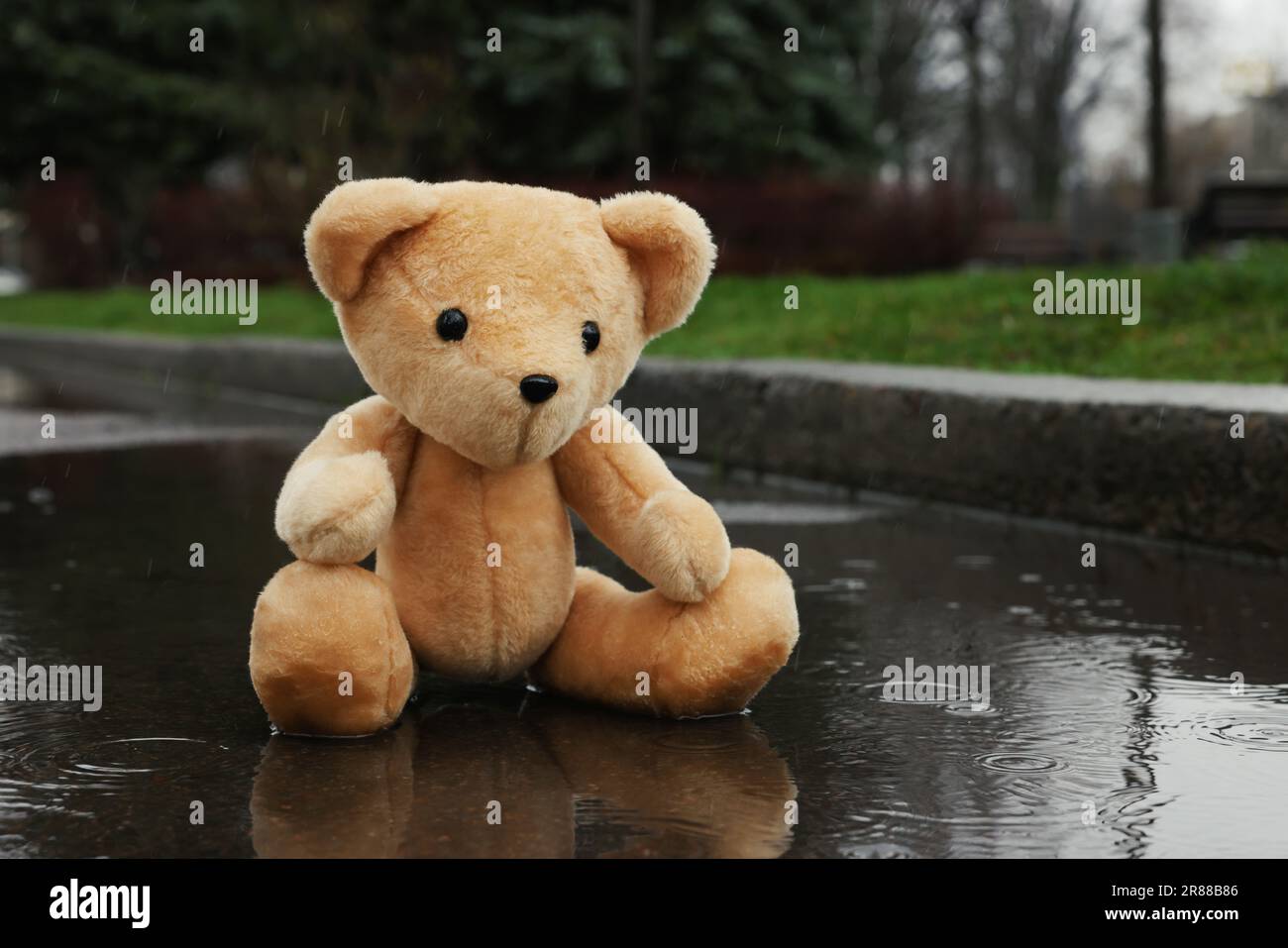 Lonely Teddy Bear In Rain