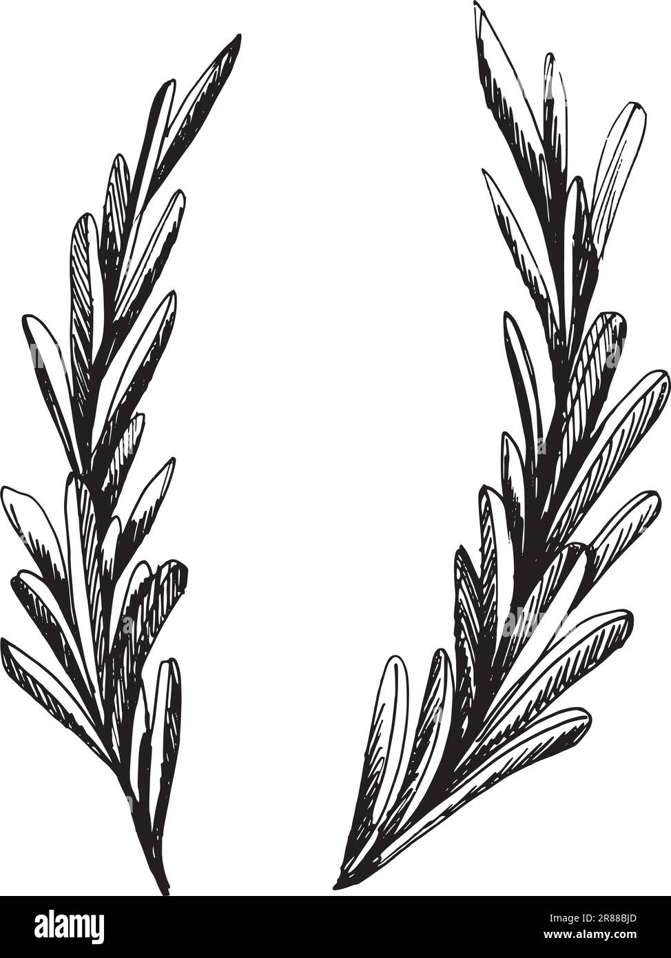 Sprigs of herbs with leaves. Graphic illustration, hand drawn in black ...