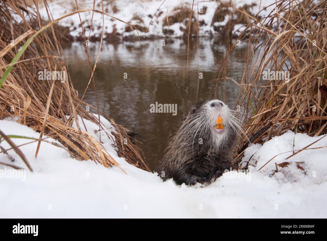 Nutria myocastor coypus hesse hi-res stock photography and images - Alamy