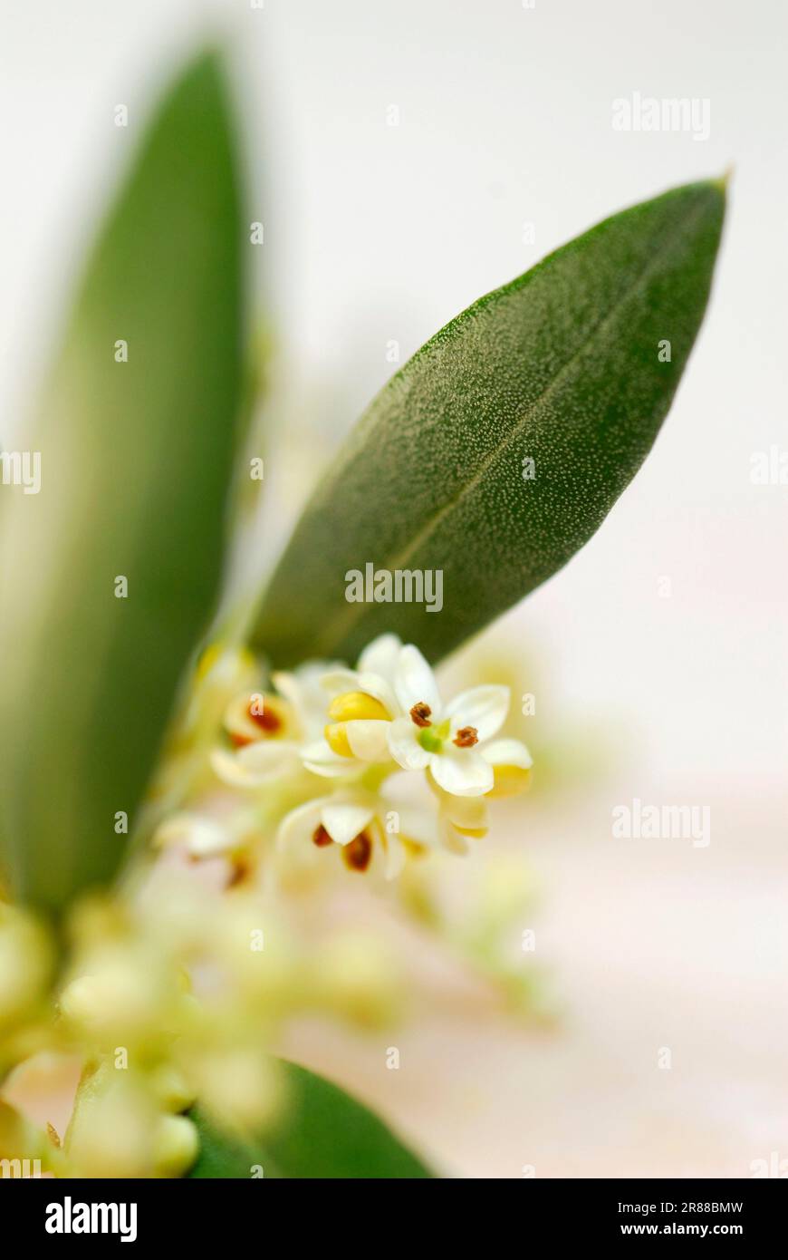 Olea leaf hi-res stock photography and images - Alamy