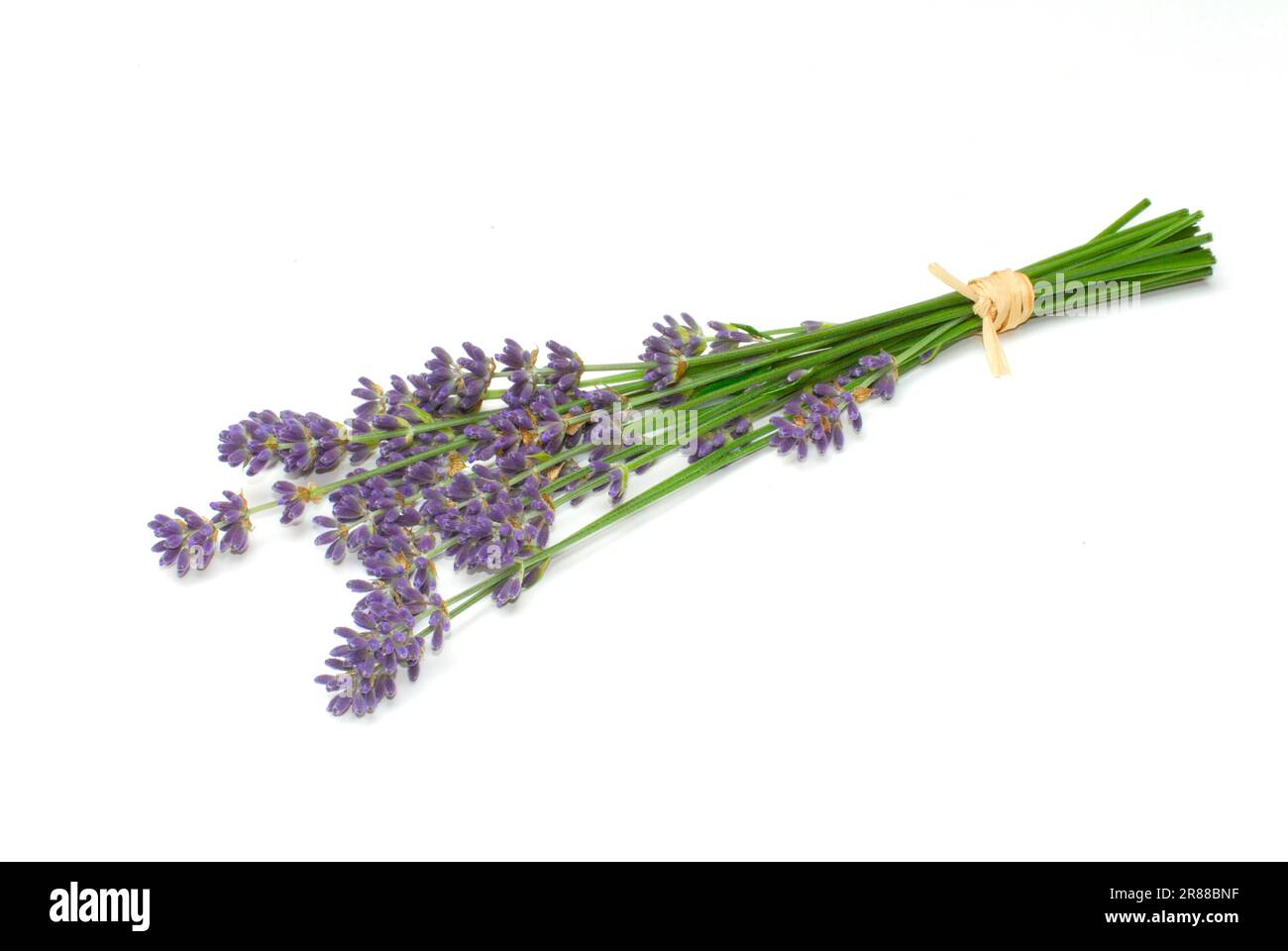 True lavender (Lavandula angustifolia Stock Photo - Alamy